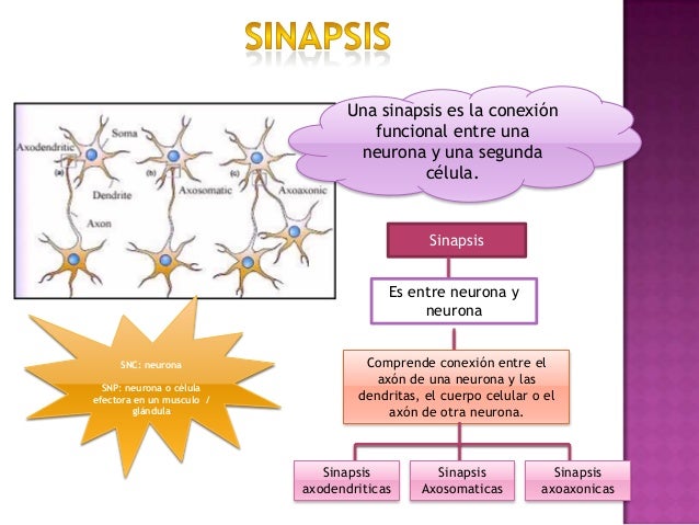 Sinapsis