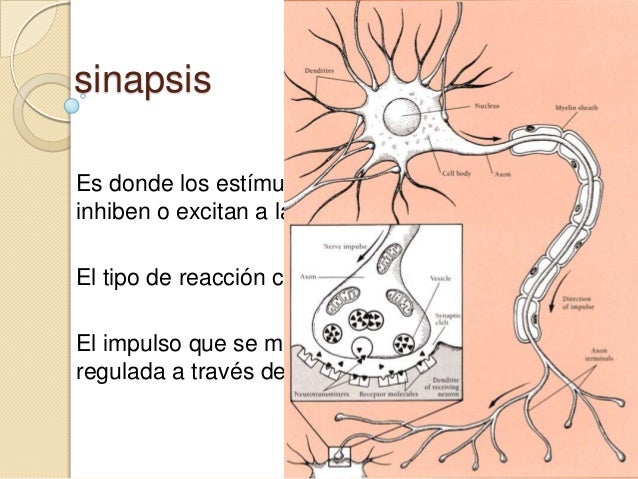 Sinapsis