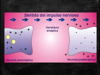 Sinapsis | PPT
