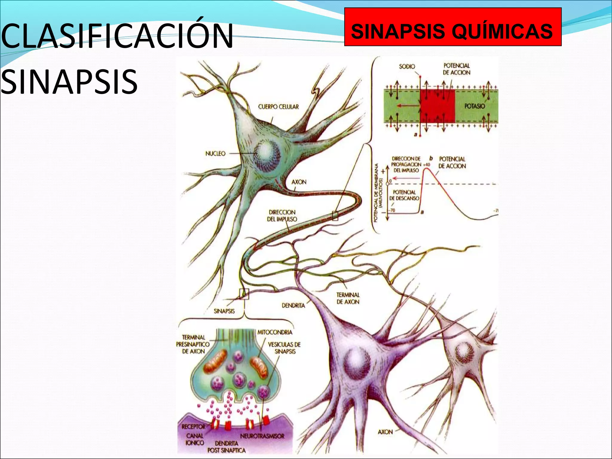 Sinapsis | PPT