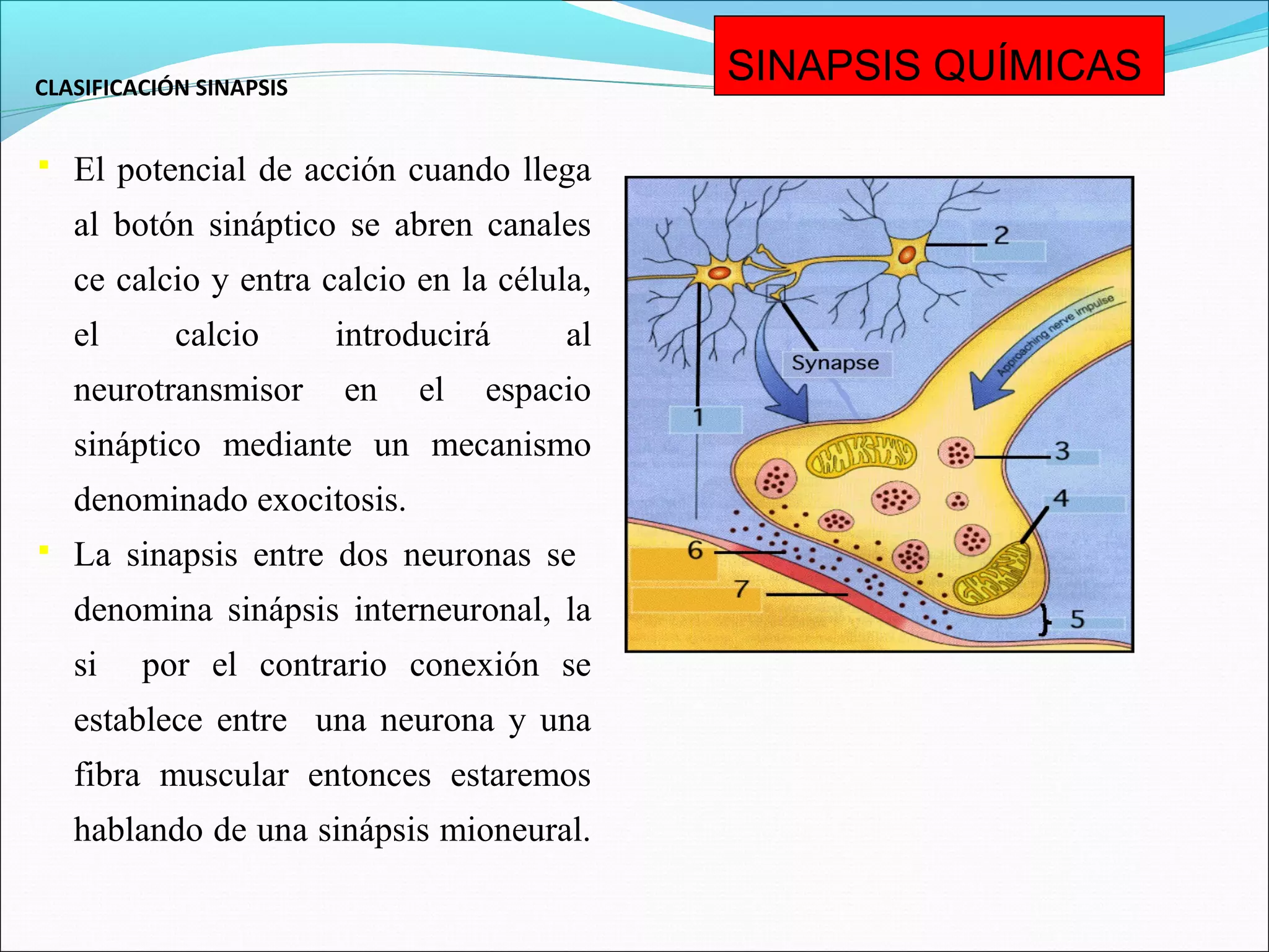 Sinapsis | PPT