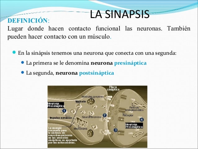 Sinapsis