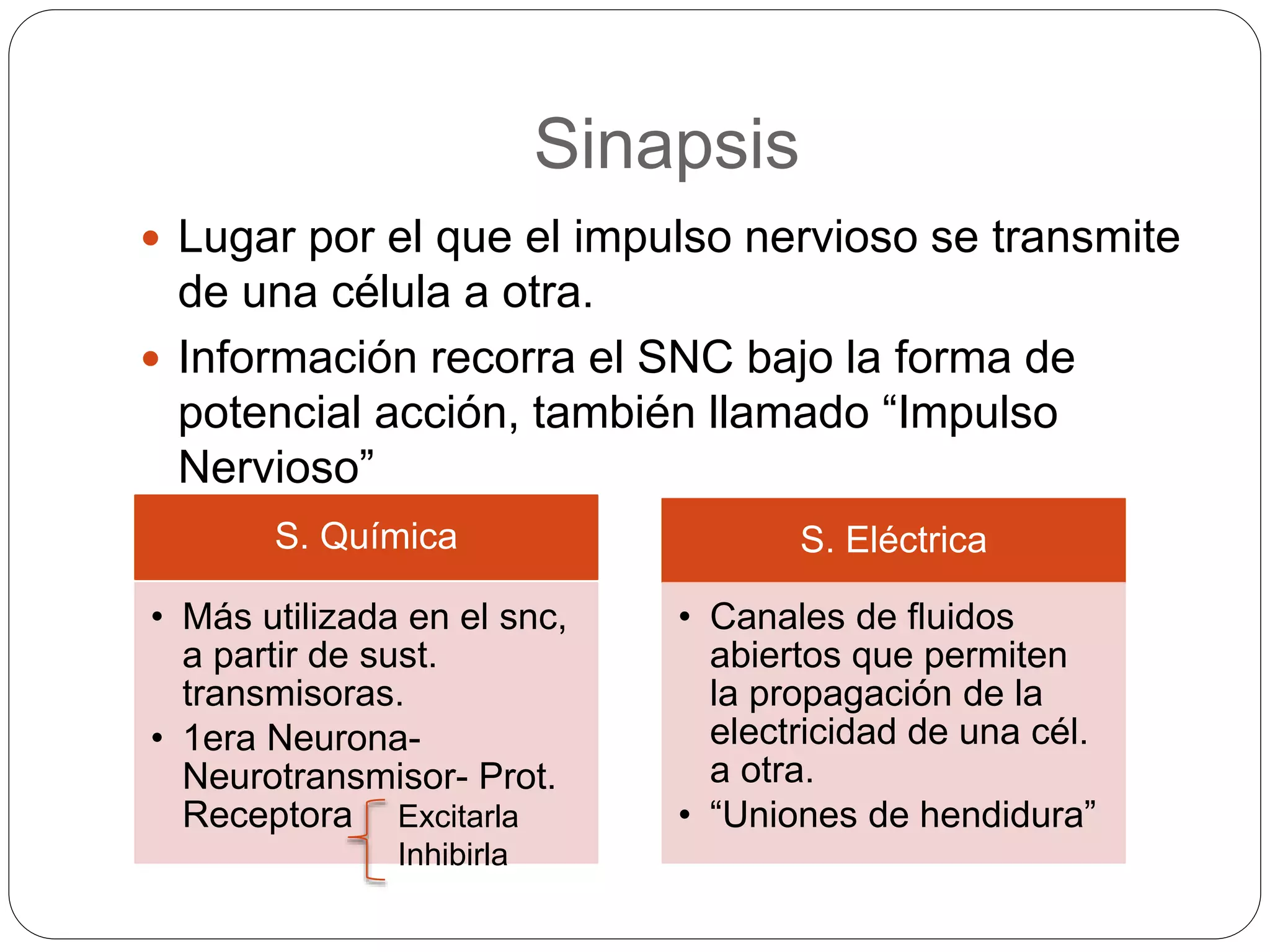 Sinapsis | PPT