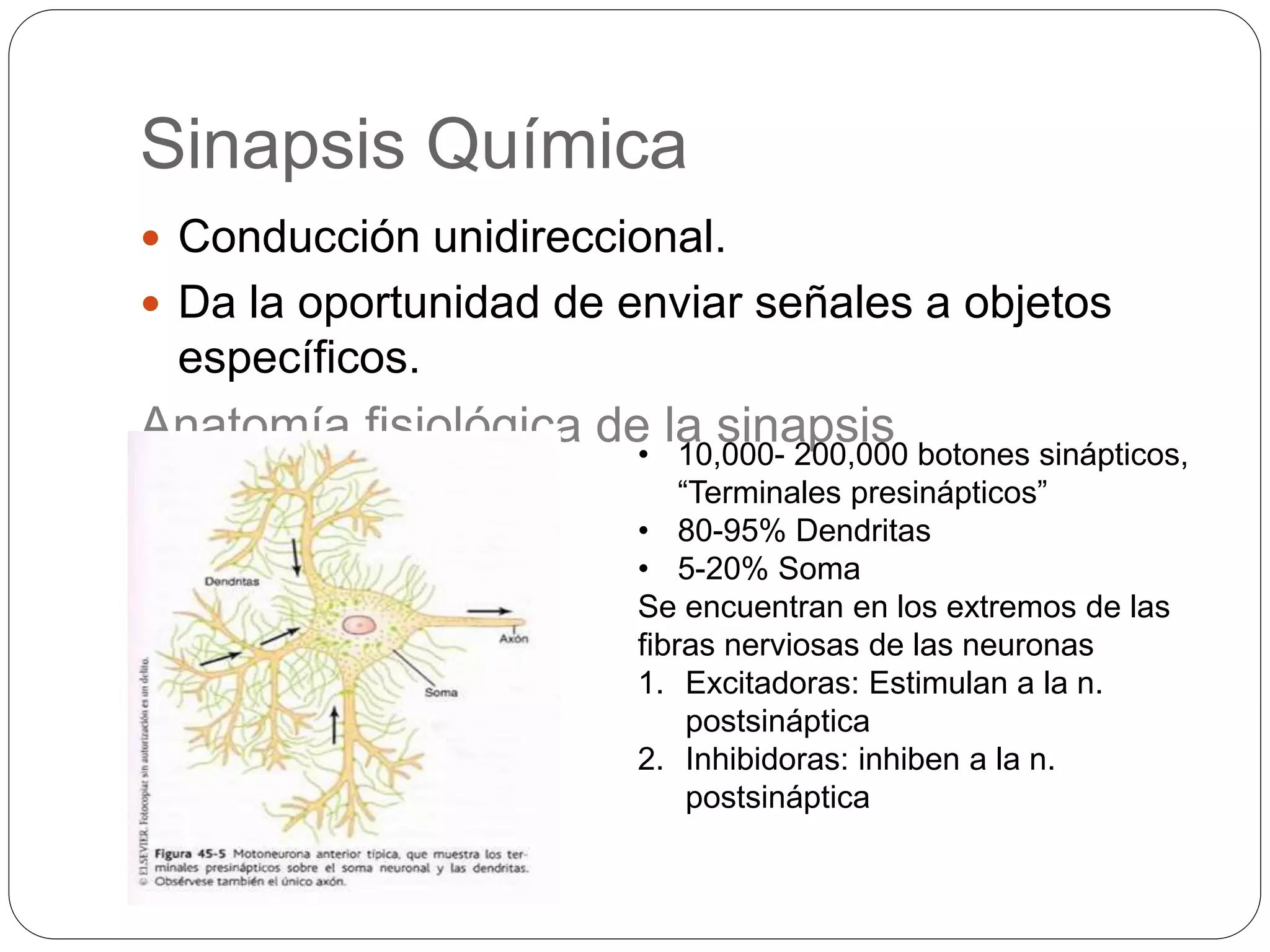 Sinapsis | PPT