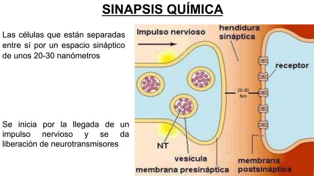 Sinapsis