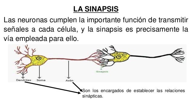 Sinapsis