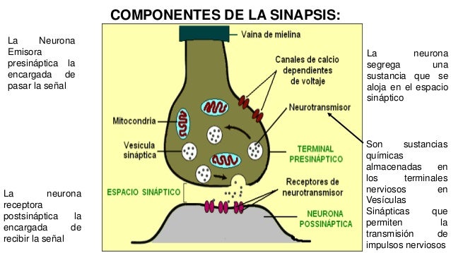 Sinapsis