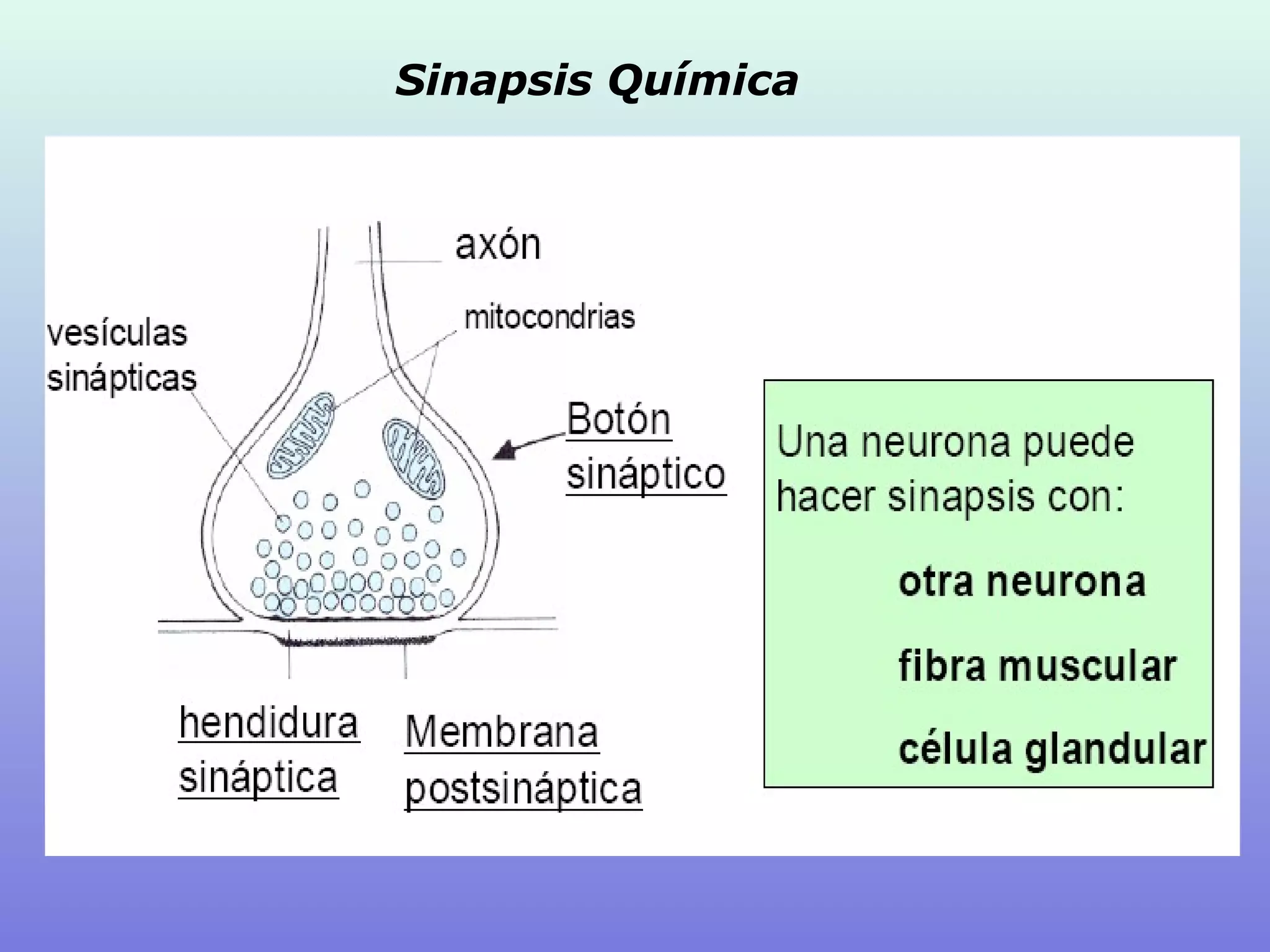 Sinapsis | PPT