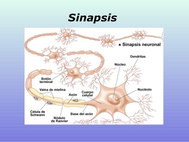 NEUROLUSERD: SINAPSIS