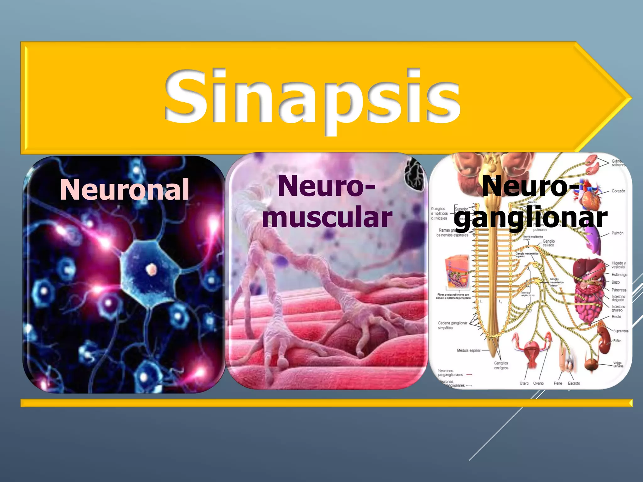 Sinapsis.pdf