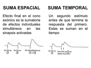 Sinapsis,tipos de sinapsis neuronal y neuromuscular | PPTX