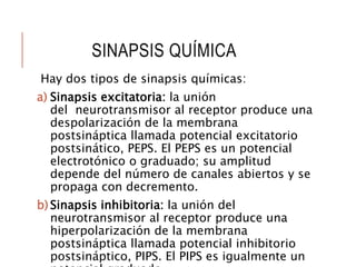 Transmisión sináptica, sinápsis químicas y sinápsis eléctricas | PPT