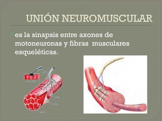 Sinapsis neuronal ADHESION-CELULAR-.ppt.pptx