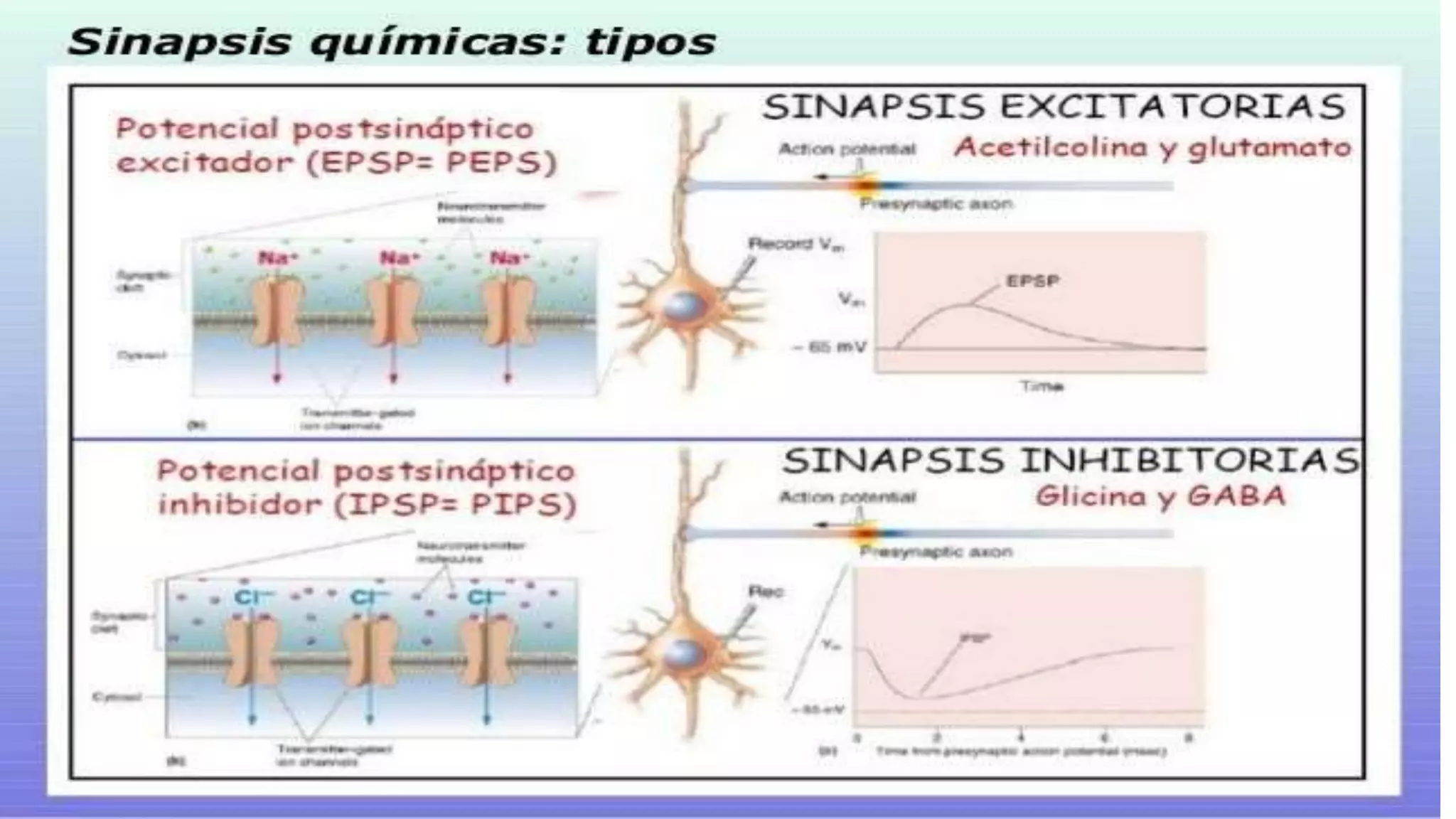 Sinapsis quimica y electrica | PPT