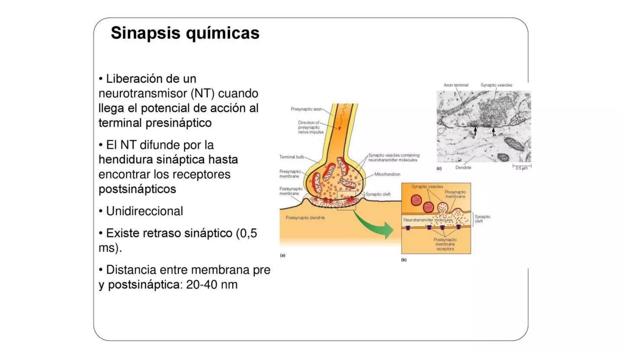 Sinapsis quimica y electrica | PPTX