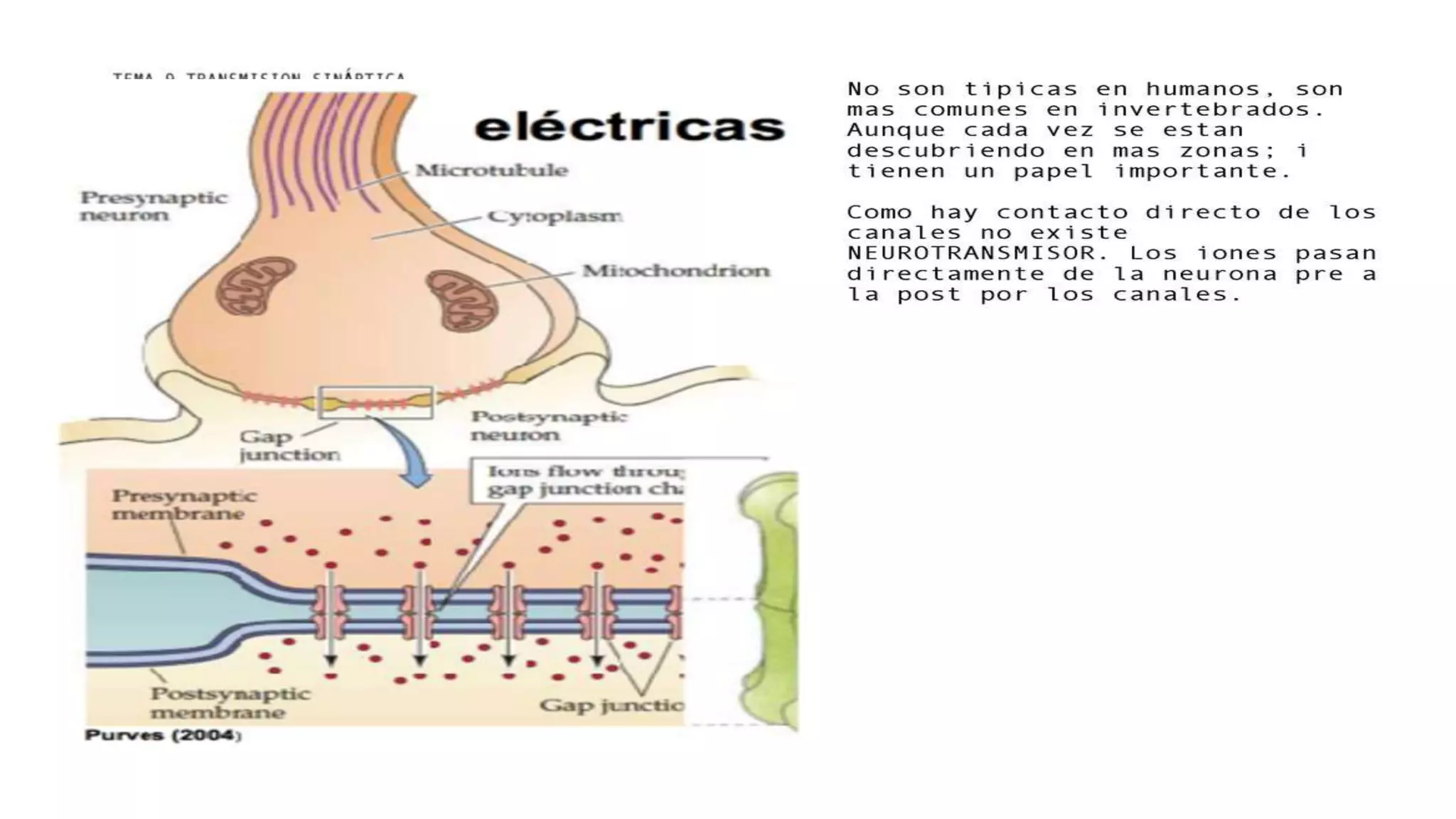 Sinapsis quimica y electrica | PPT