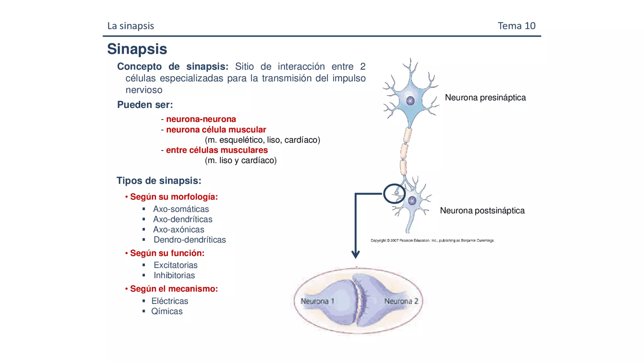 Sinapsis quimica y electrica | PPT