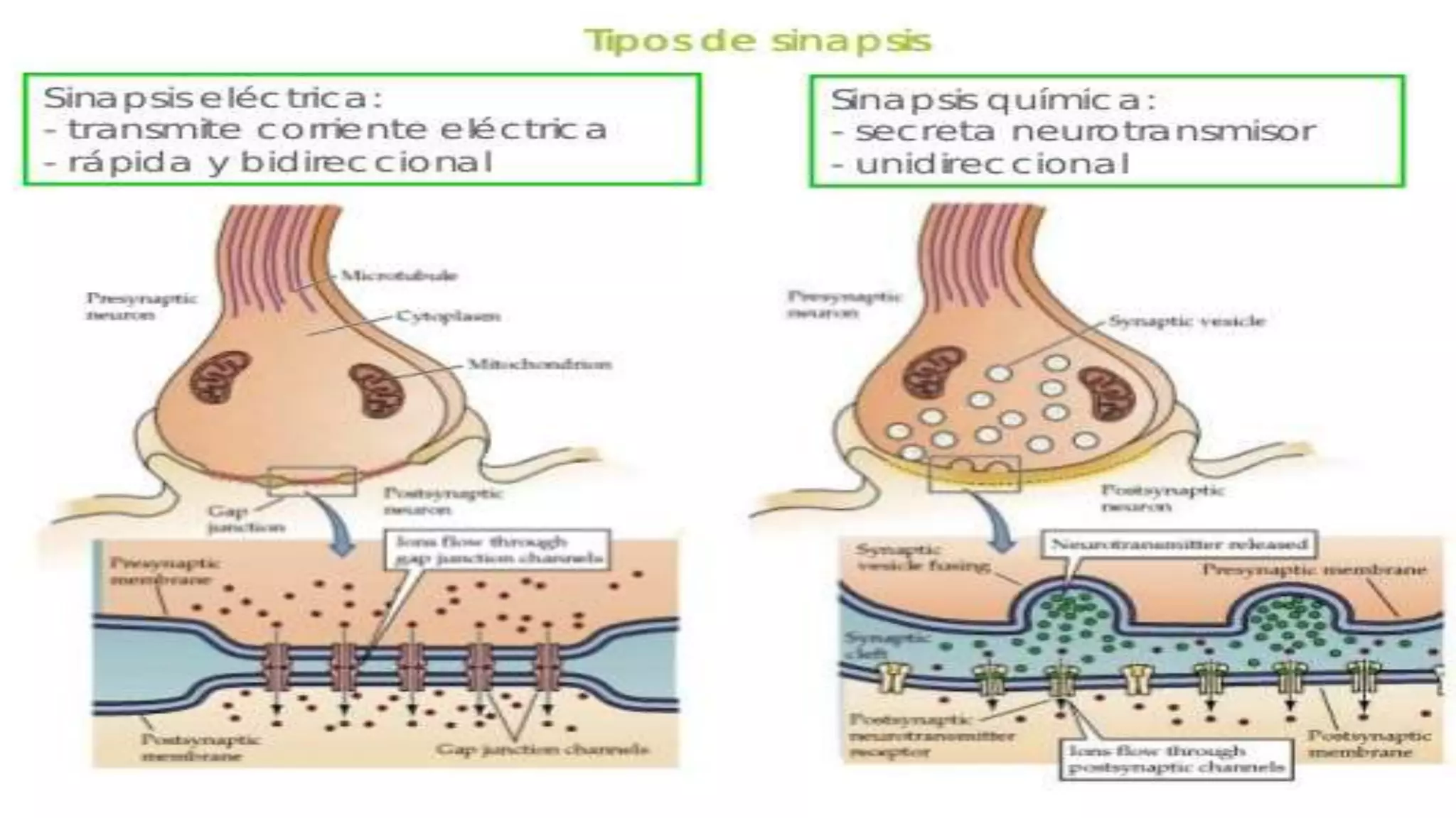 Sinapsis quimica y electrica | PPT