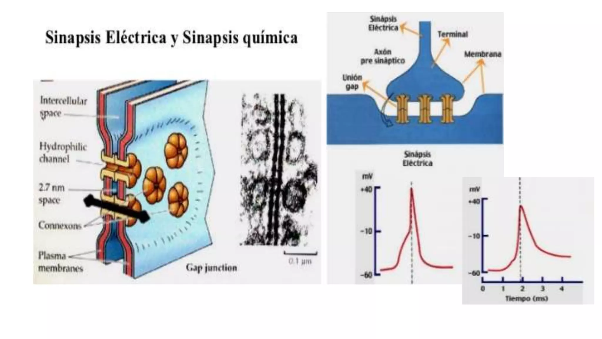 Sinapsis quimica y electrica | PPTX