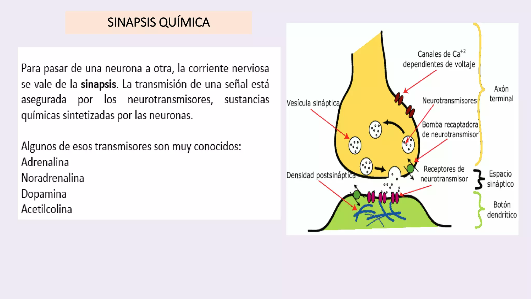 Sinapsis y contraccion muscular Biologia Celular.pptx