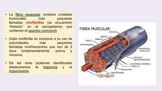 Sinapsis y contraccion muscular Biologia Celular.pptx