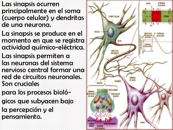 Sinapsis y tipos de sinapsis