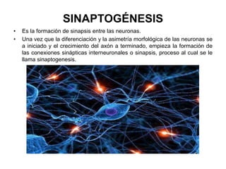 Sinaptogenesis por taliha falcón | PPT