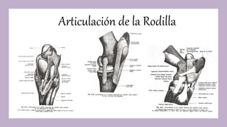 Sindesmología del Equino.pptx