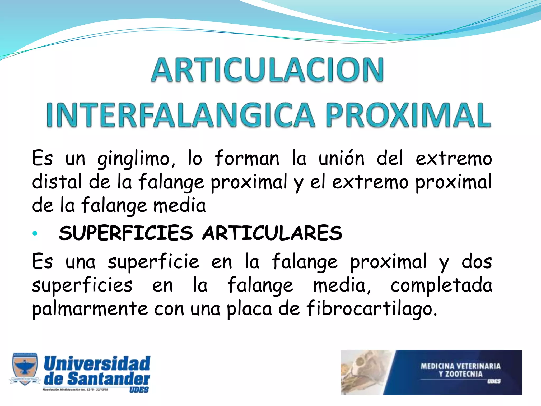 ARTICULACIONES METACARPOFALANGICAS, PROXIMAL Y DISTAL | PPTX