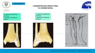 SINDESMOSIS.pptx