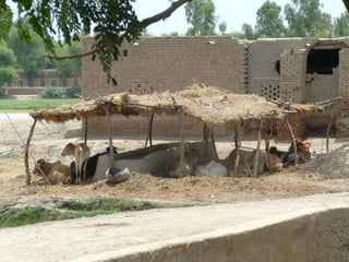 Sindhi lesson plan on village | PPTX