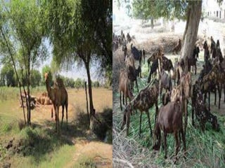 Sindhi lesson plan on village | PPTX