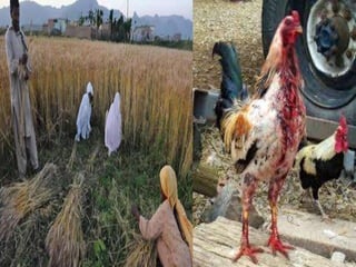 Sindhi lesson plan on village | PPTX