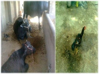 Sindhi lesson plan on village | PPTX