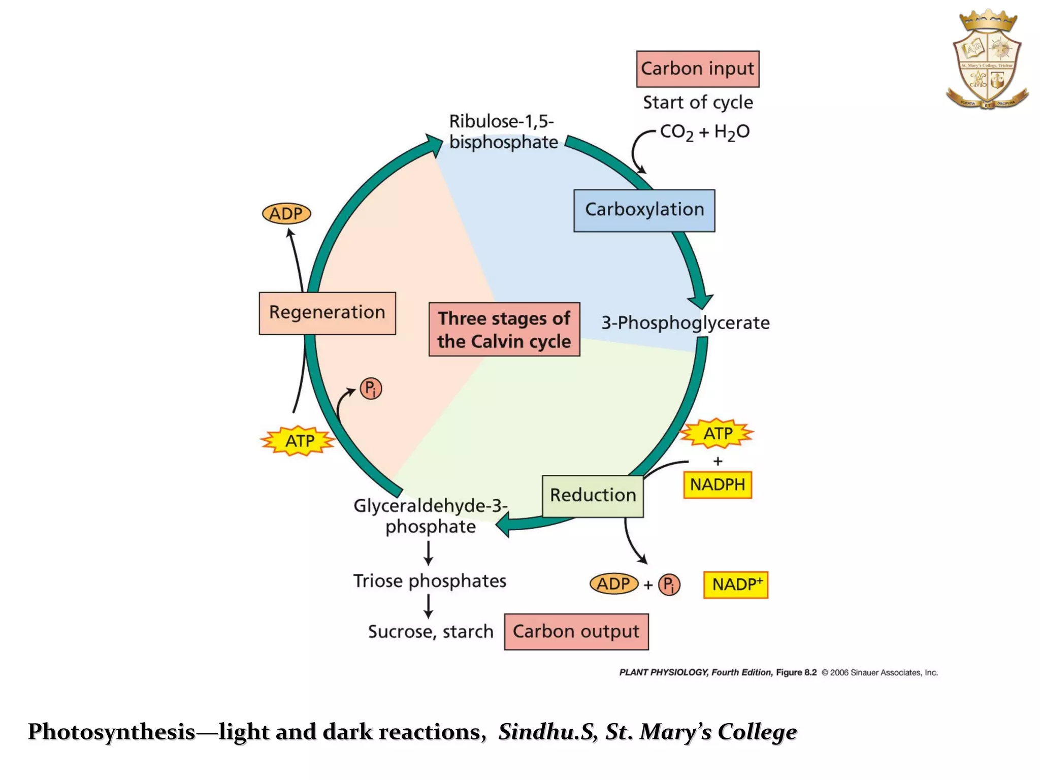 Biochemistry:Photosynthesis—light and dark reactions | PPT
