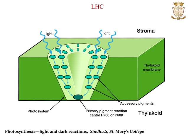 Biochemistry:Photosynthesis—light and dark reactions | PPT