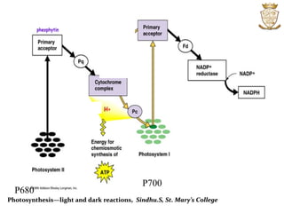 Biochemistry:Photosynthesis—light and dark reactions | PPT