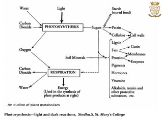 Biochemistry:Photosynthesis—light and dark reactions | PPT