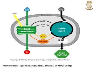 Biochemistry:Photosynthesis—light and dark reactions | PPT