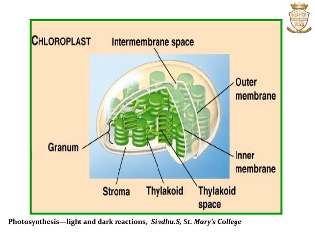 Biochemistry:Photosynthesis—light and dark reactions | PPT