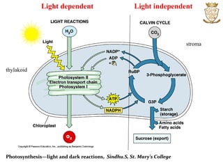 Biochemistry:Photosynthesis—light and dark reactions | PPT