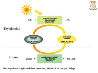Light Dependent Reaction Flow Chart