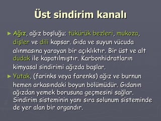 Sindirim sistemi | PPT