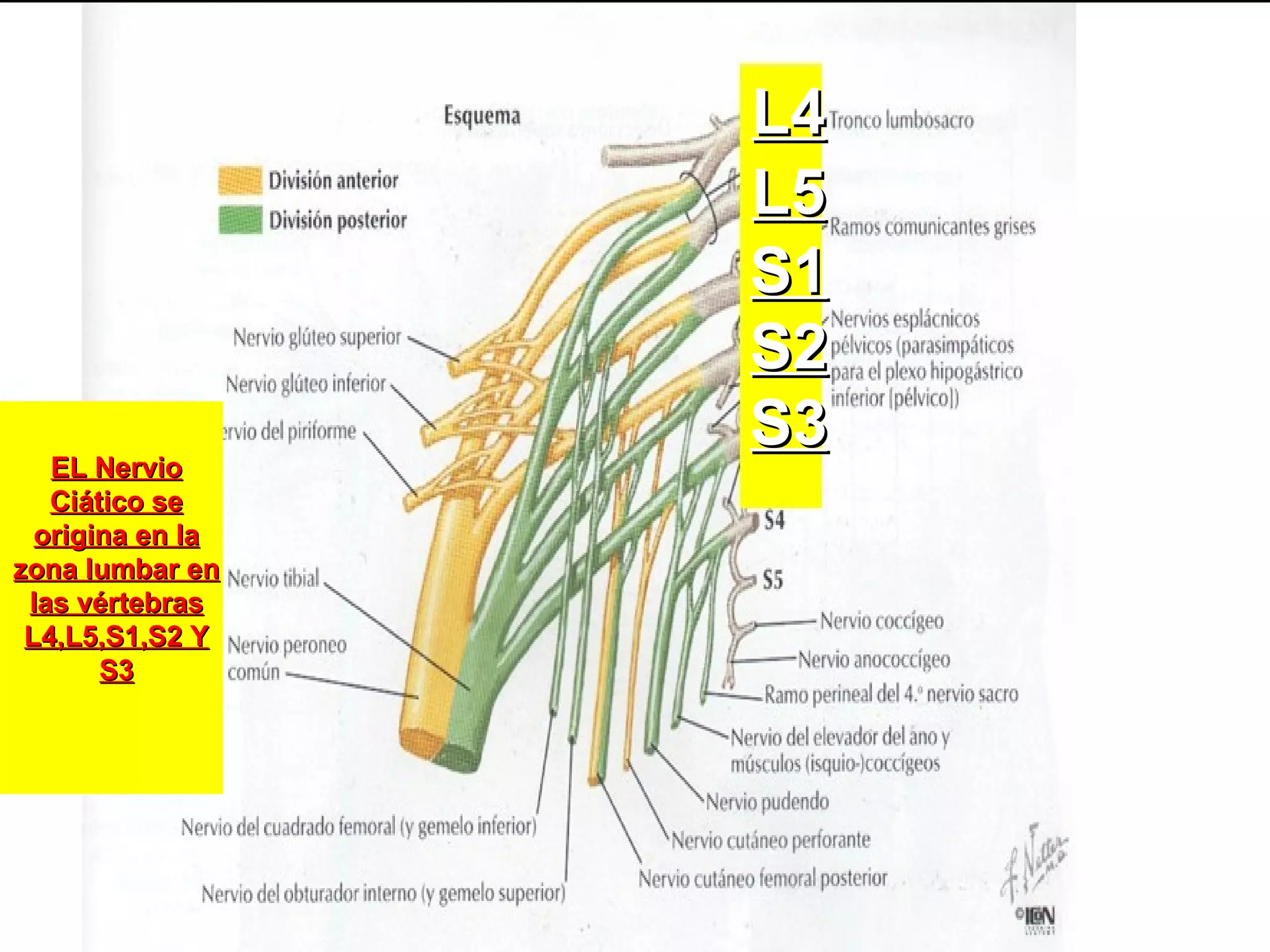 SINDROME DEL PIRIFORME | PPT