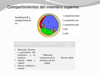 Sindrome compartimental | PPTX