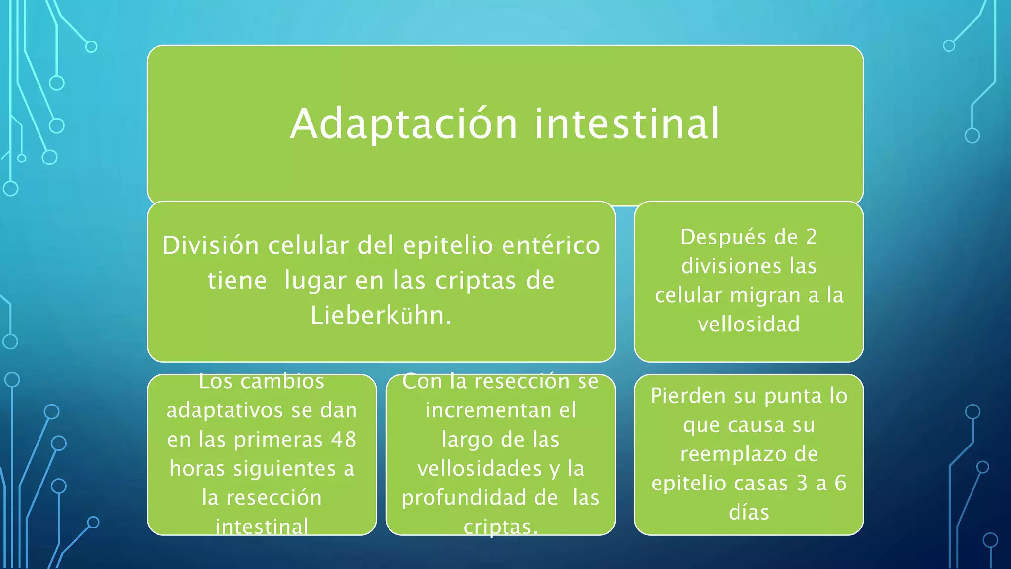 Sindrome De Intestino Corto Ppt