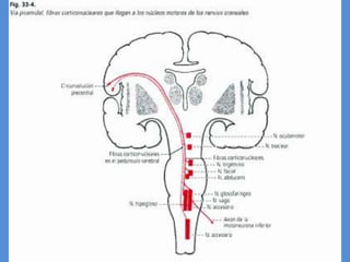 sindromedelaprimeraneuronamotoraosindrome-111116103954-phpapp01.pdf