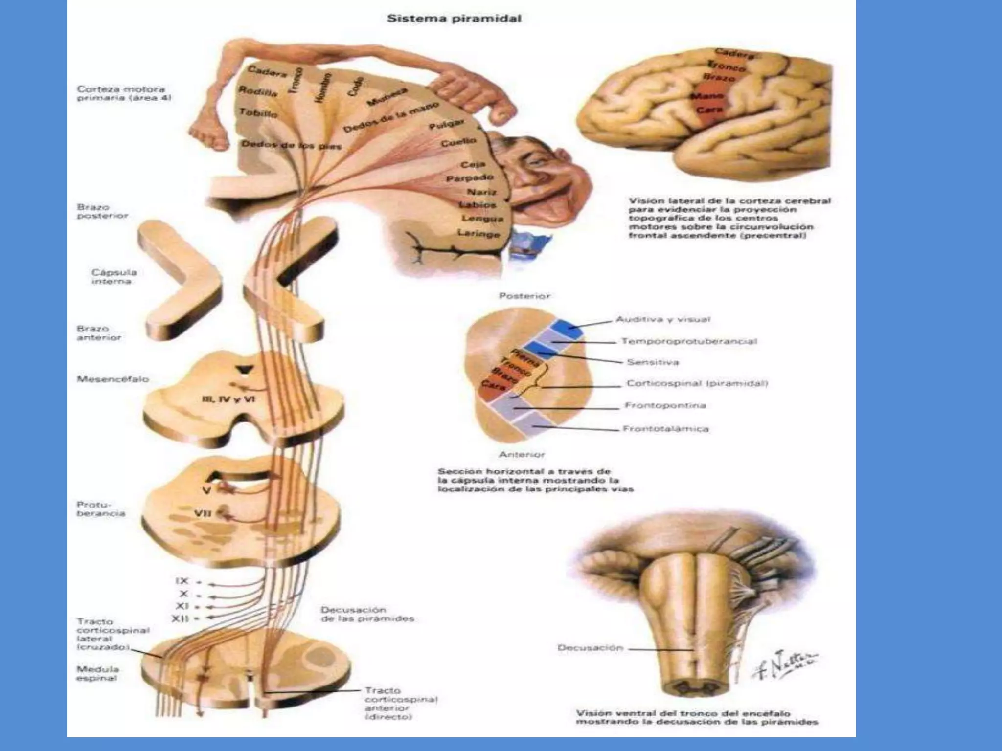 Sindrome de la primera neurona motora o sindrome | PPTX