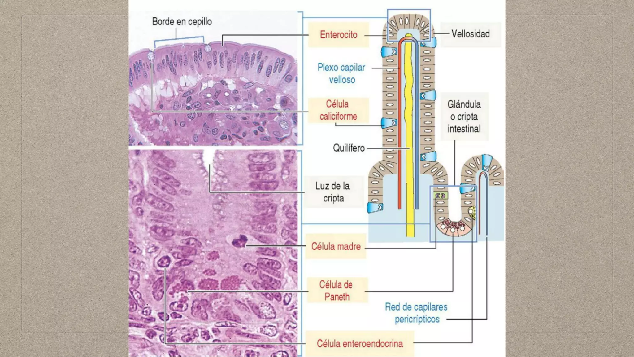 Sindrome de mala absorcion intestinal | PPT | Descarga Gratuita