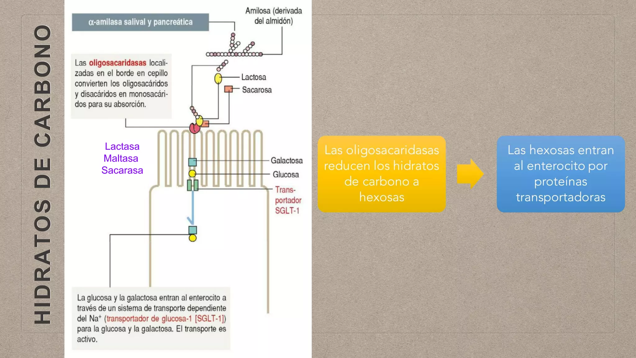 Sindrome de mala absorcion intestinal | PPT | Descarga Gratuita